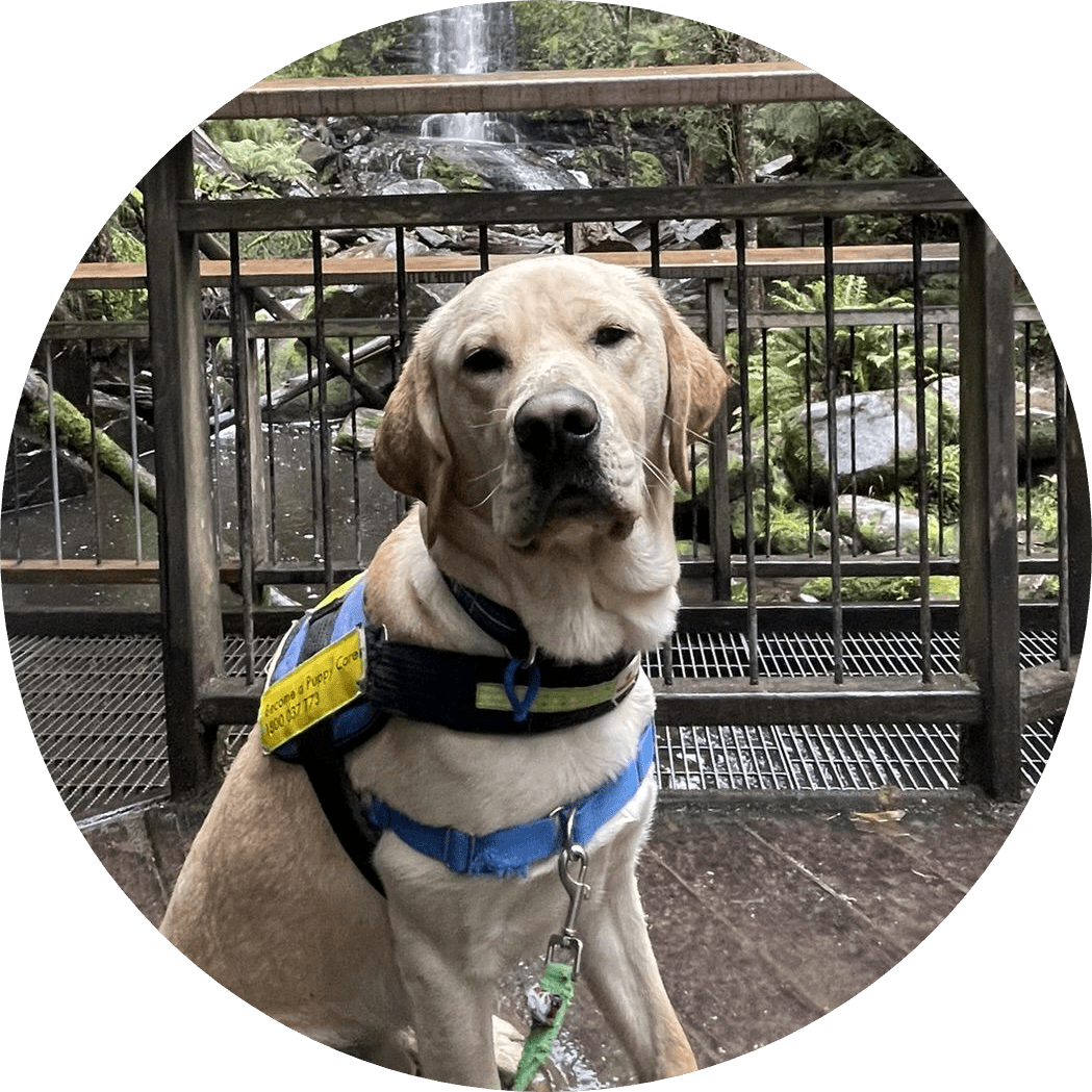 Vision Australia : SeeingEyeDogs_Tommys_Pack