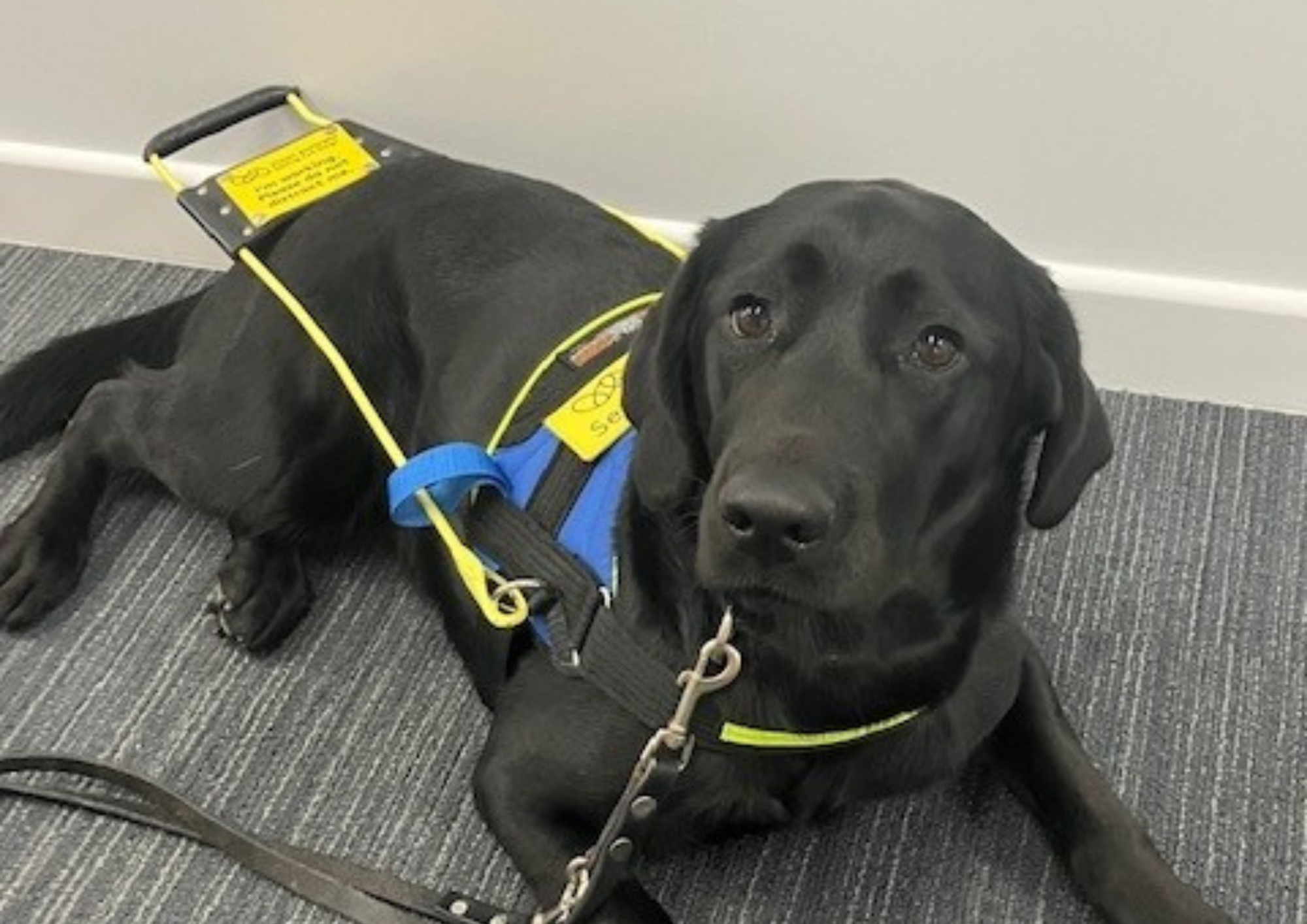 Vision Australia : SeeingEyeDogs_Kokos_Pack