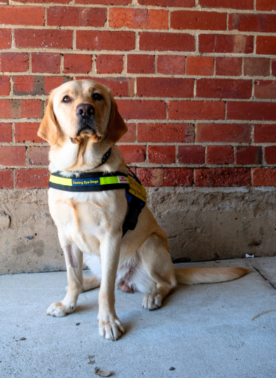 Vision Australia : SeeingEyeDogs_Cliffords_Pack